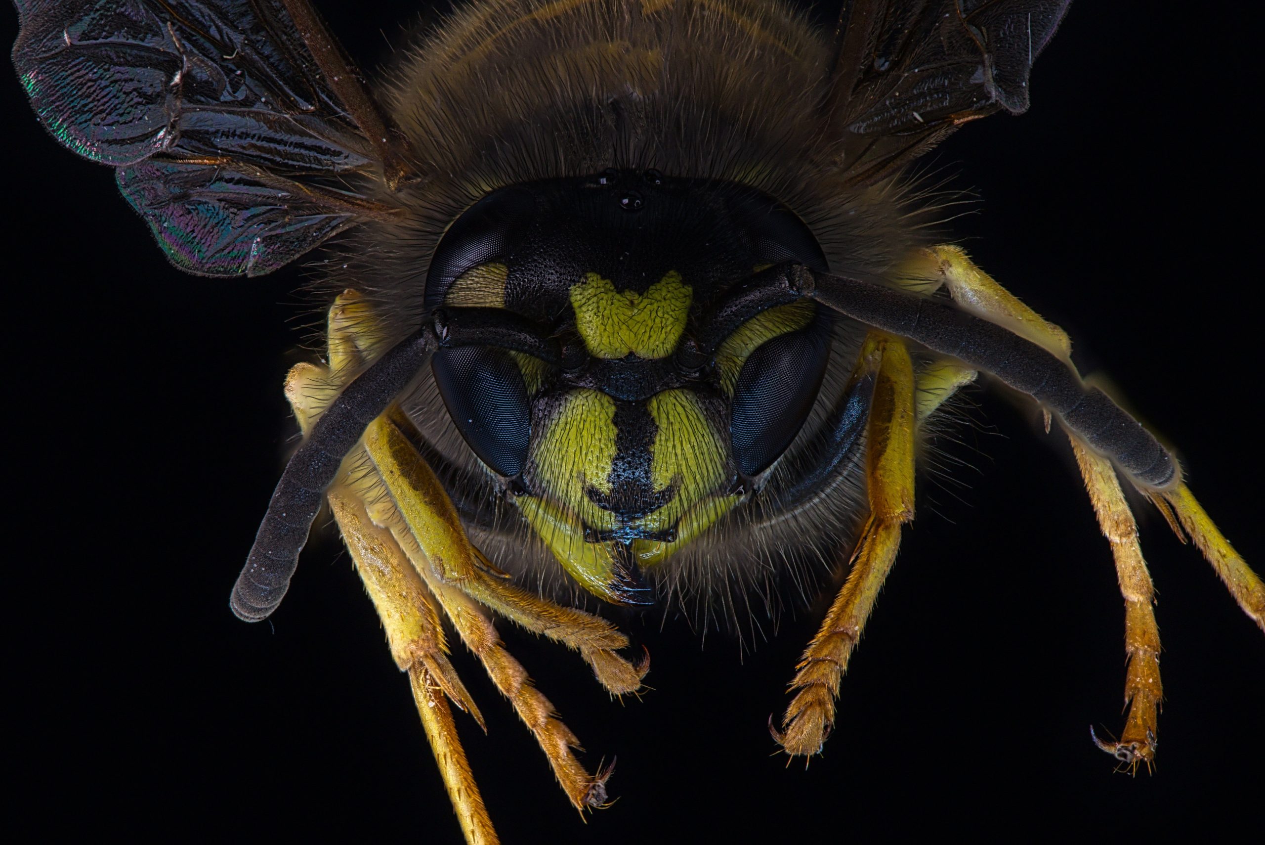 Gemeine Wespe (Paravespula vulgaris) - Steckbrief